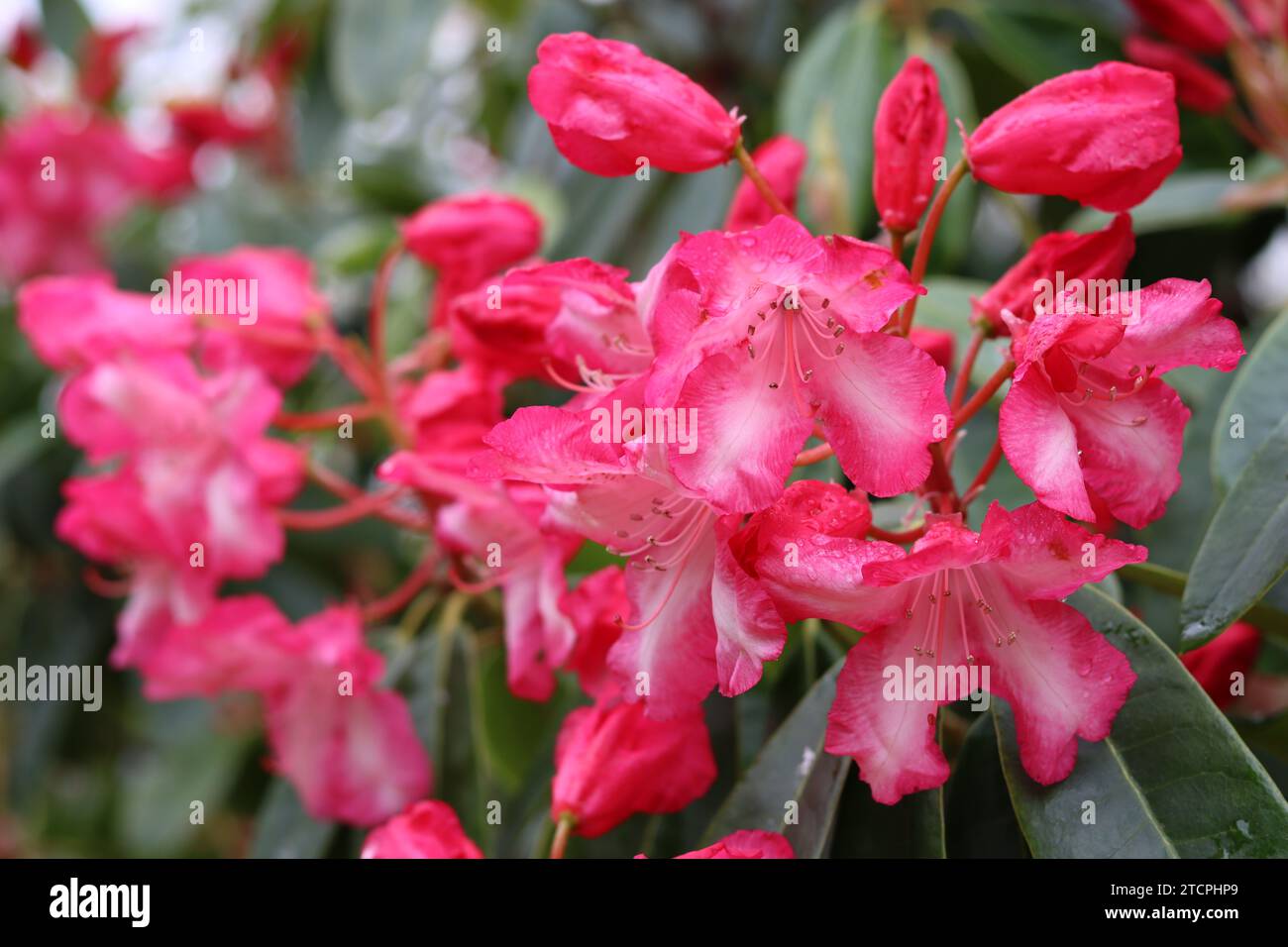 Close up of pink and white rhododendron flowers on a large shrub Stock ...