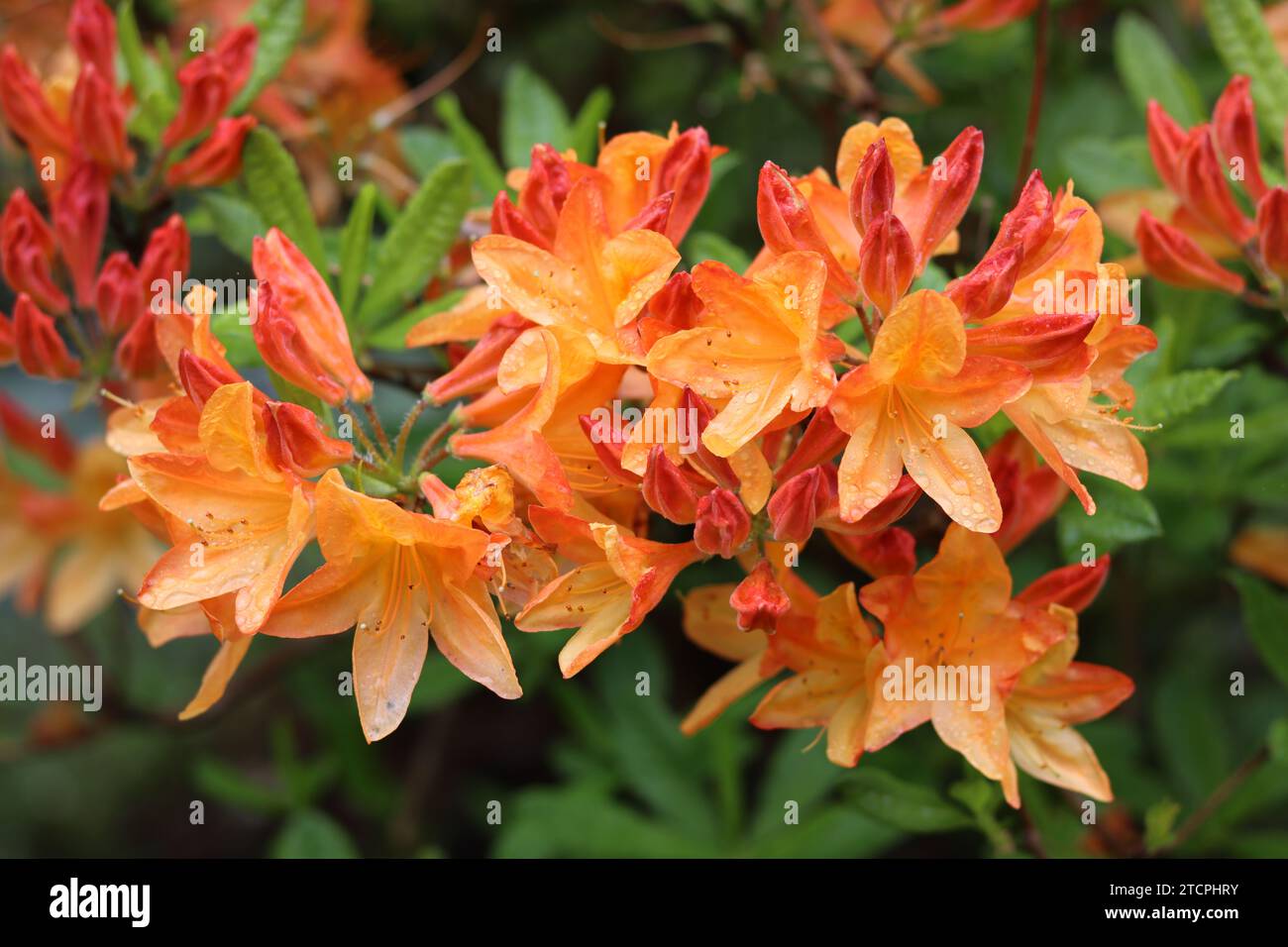 Orange azalea hi-res stock photography and images - Alamy