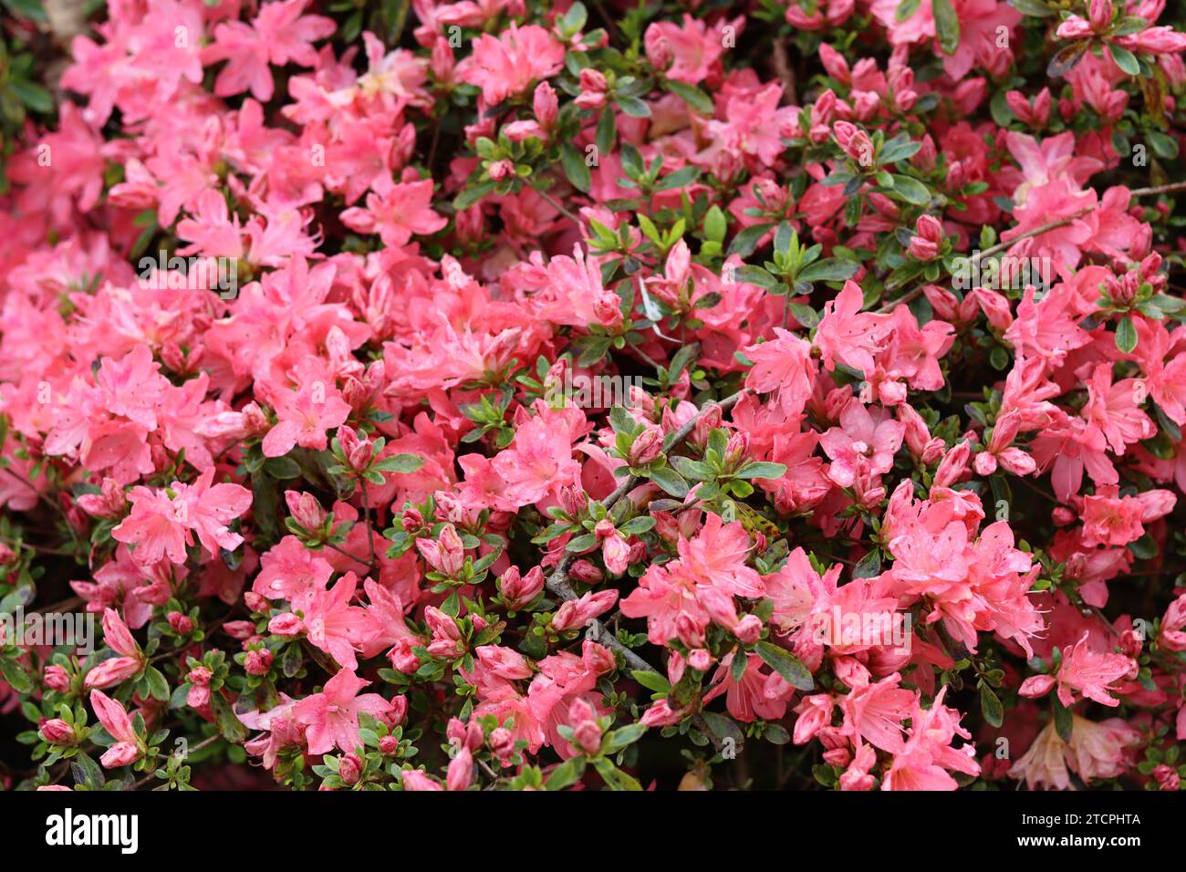 Large azalea bush covered in masses of pink flowers Stock Photo - Alamy