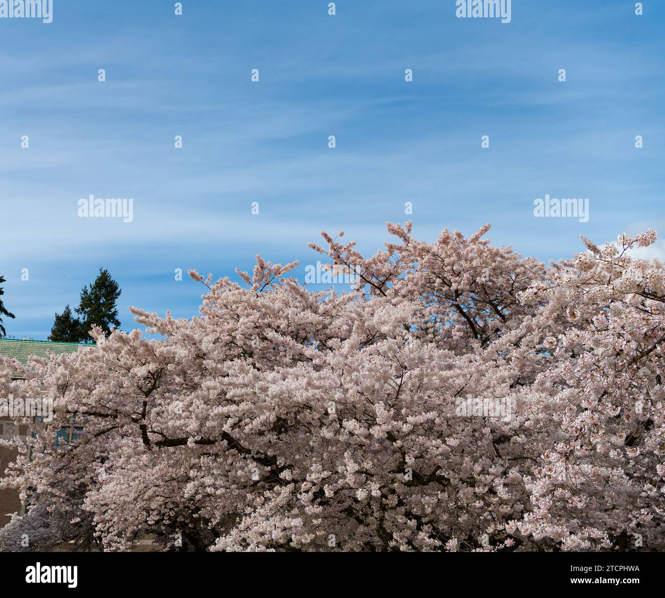 sakura tree bloom on blue sky background with copy space Stock Photo ...