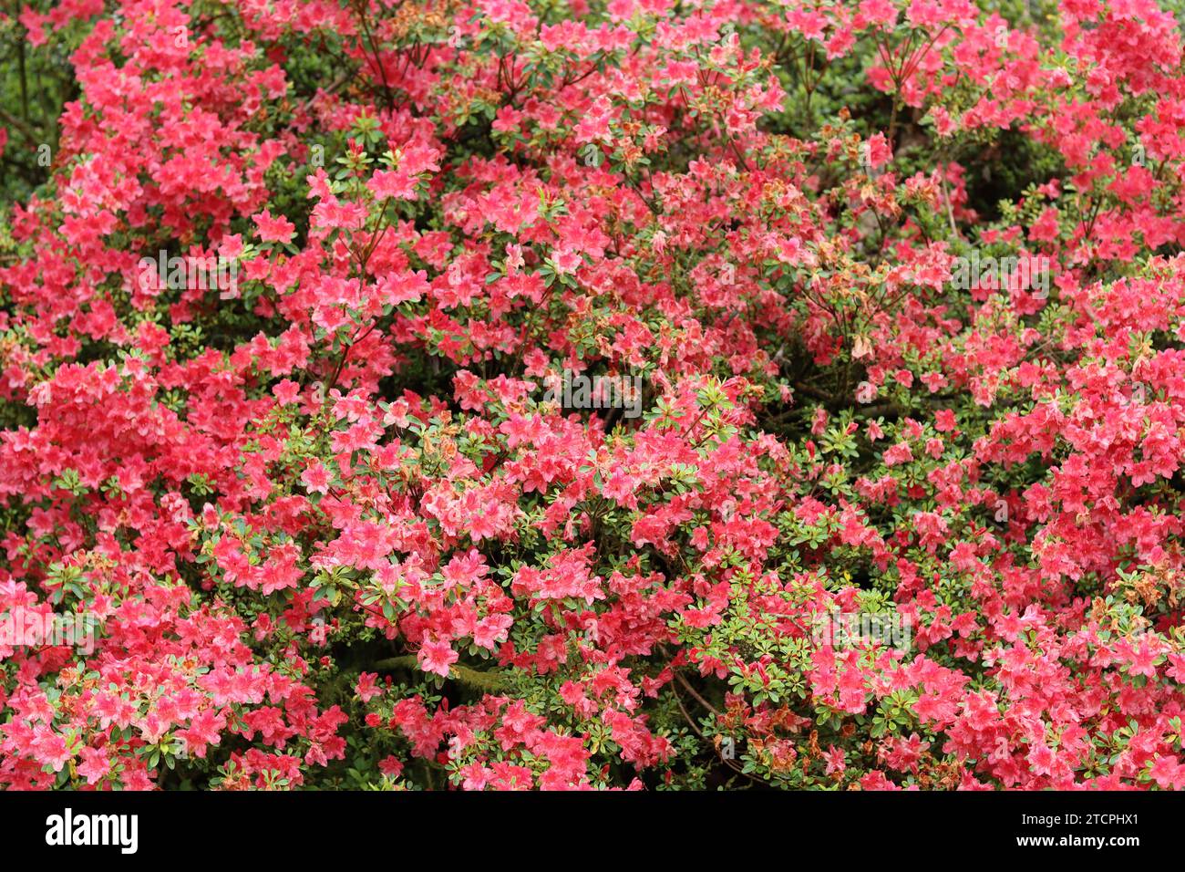 Light pink rhododendron flowers in hi-res stock photography and images ...