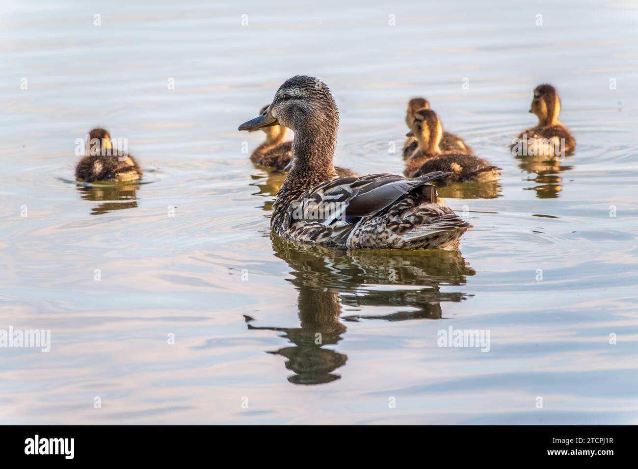 A family of ducks, a duck and its little ducklings are swimming in the ...