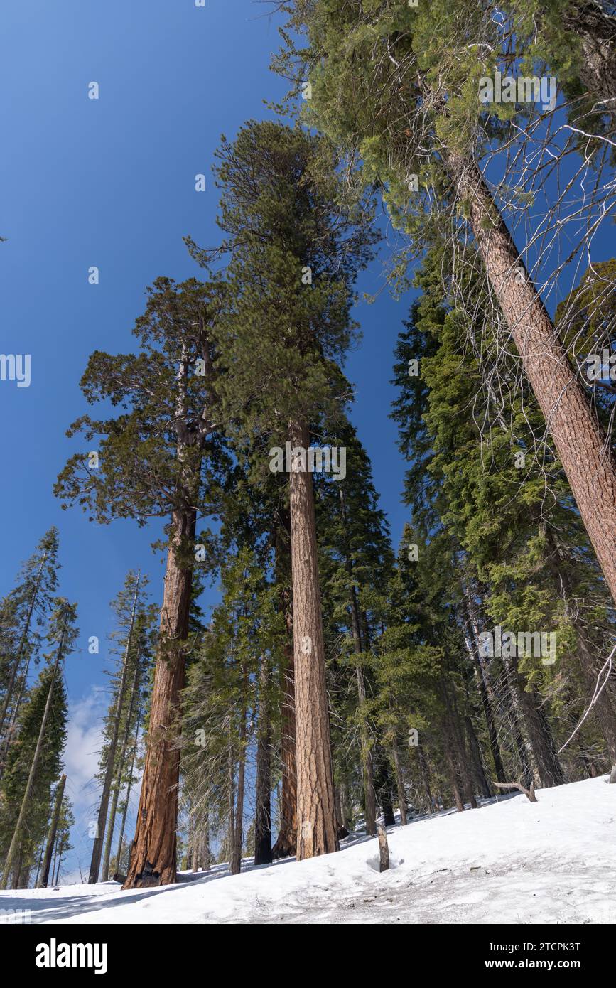 Snow-covered sequoia tree park, winter wonderland. Sunny day Stock ...