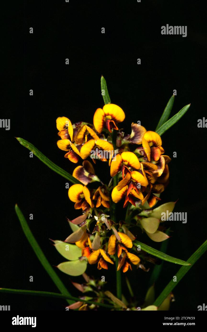 The Eggs and Bacon flowers (Aotus Ericoides) were sparse at Hochkins ...