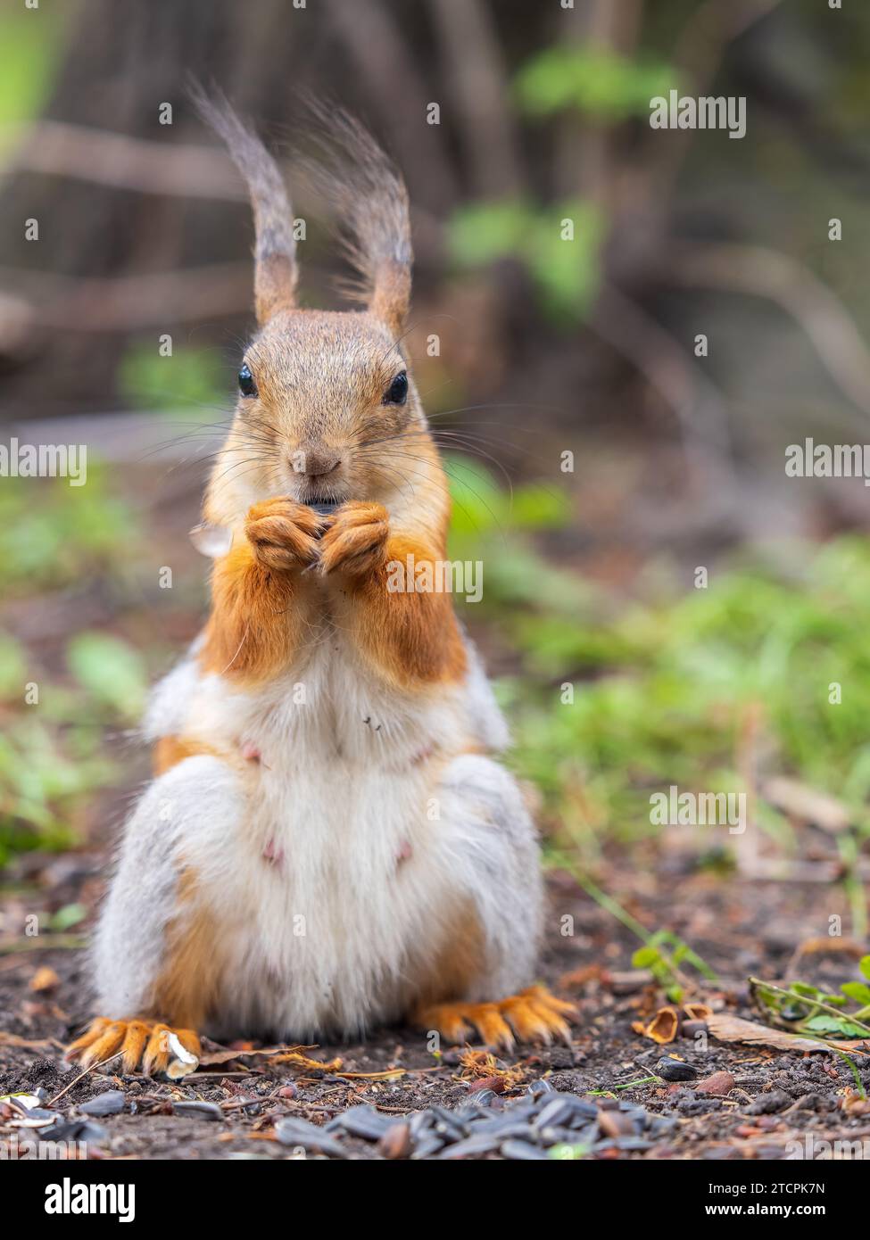 Squirrel eats a nut while sitting in green grass. Eurasian Red squirrel, Sciurus vulgaris ...