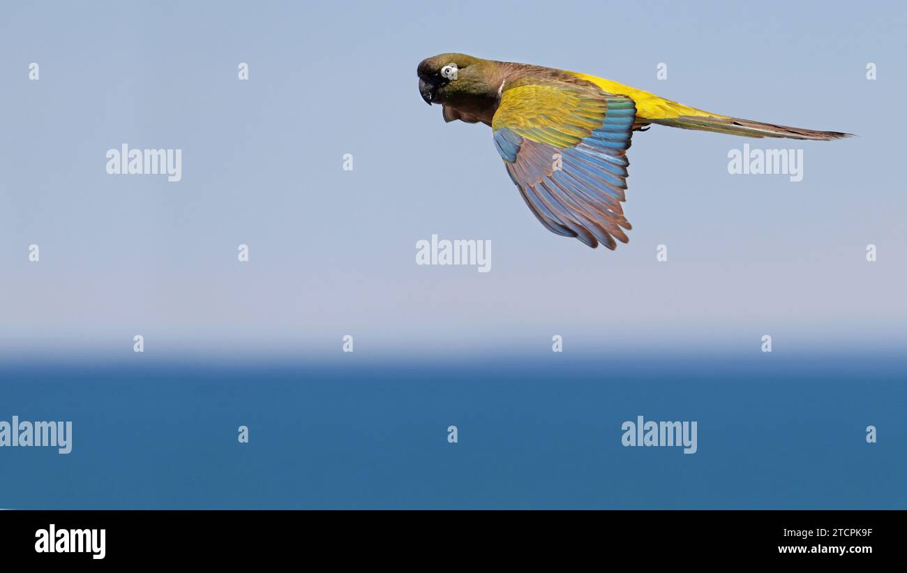 Flying parakeets in sky hi-res stock photography and images - Alamy