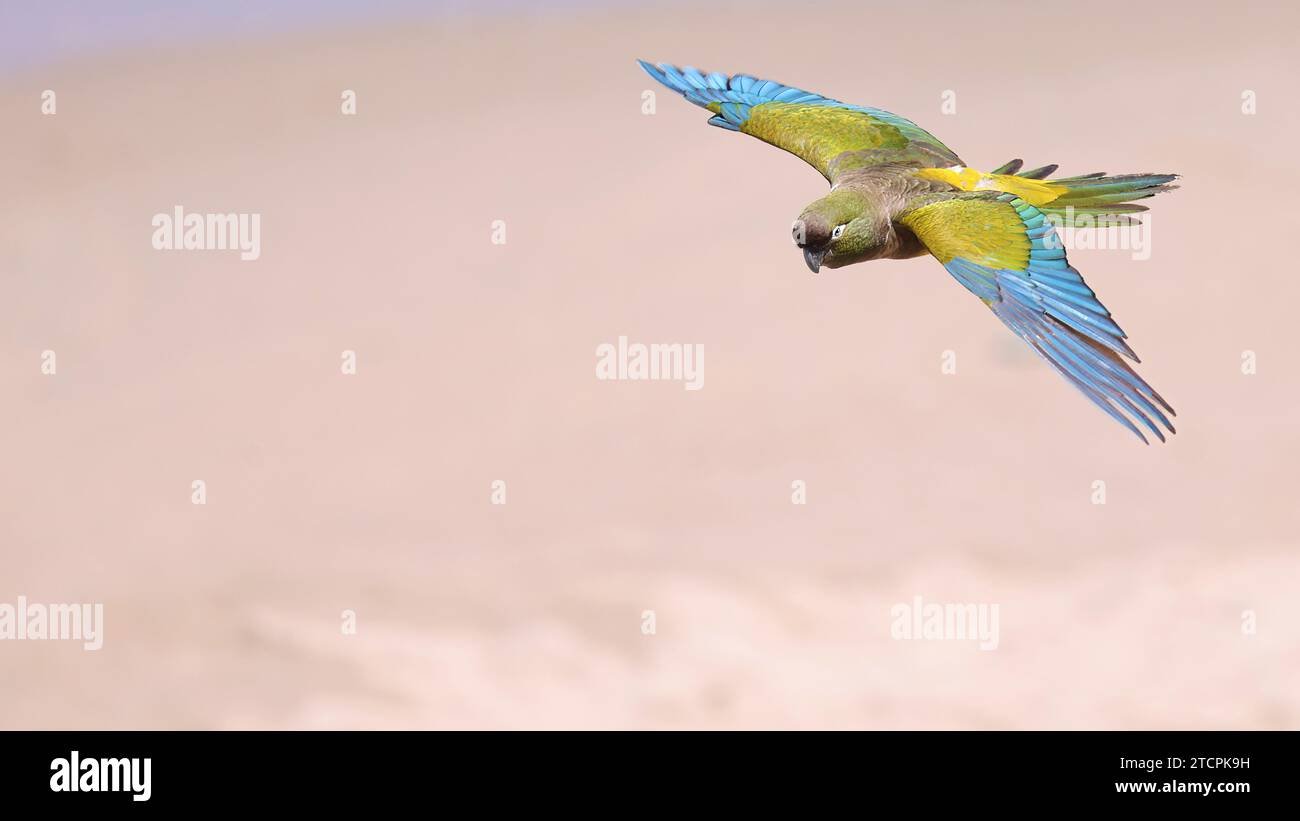 Parakeet flying hi-res stock photography and images - Alamy