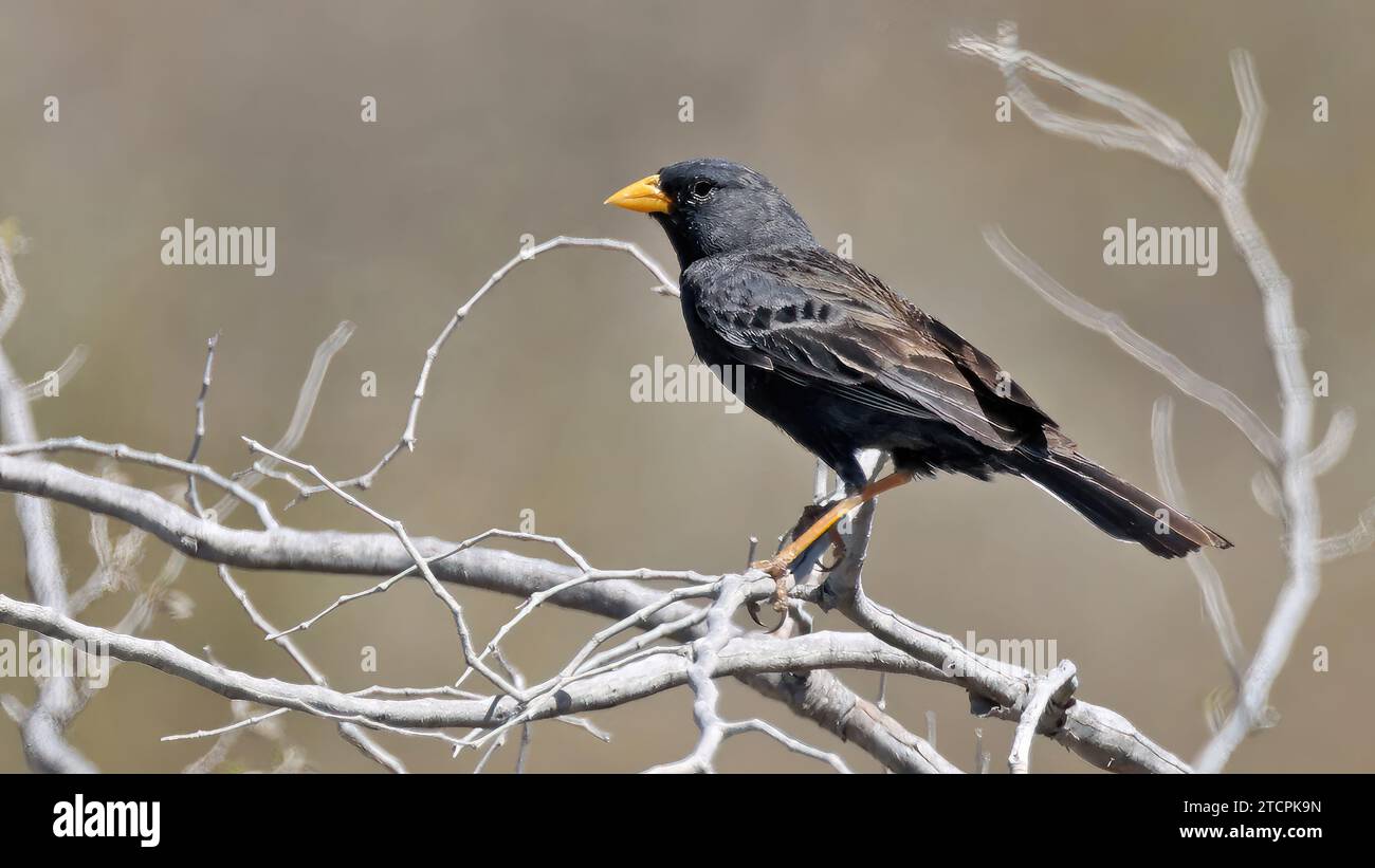Rhopospina carbonaria hi-res stock photography and images - Alamy