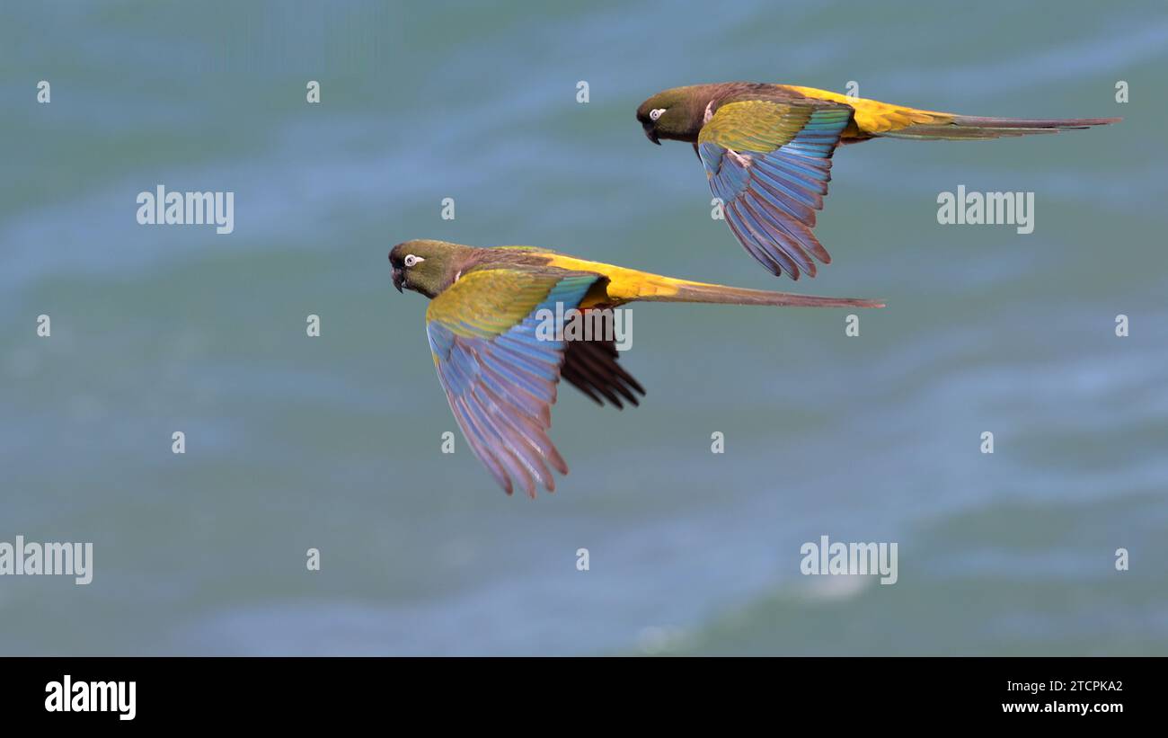Couple of Burrowing parakeets in flight over the sea Stock Photo - Alamy