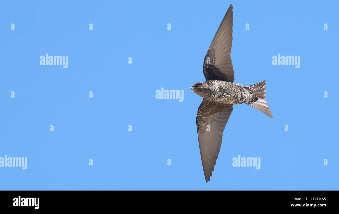 Female Southern martin in flight Stock Photo - Alamy