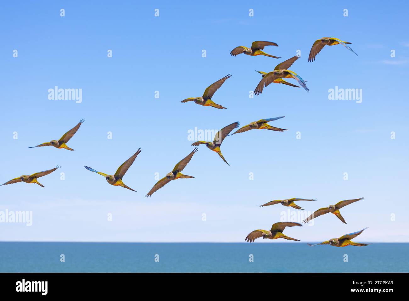 Flying with animals hi-res stock photography and images - Alamy