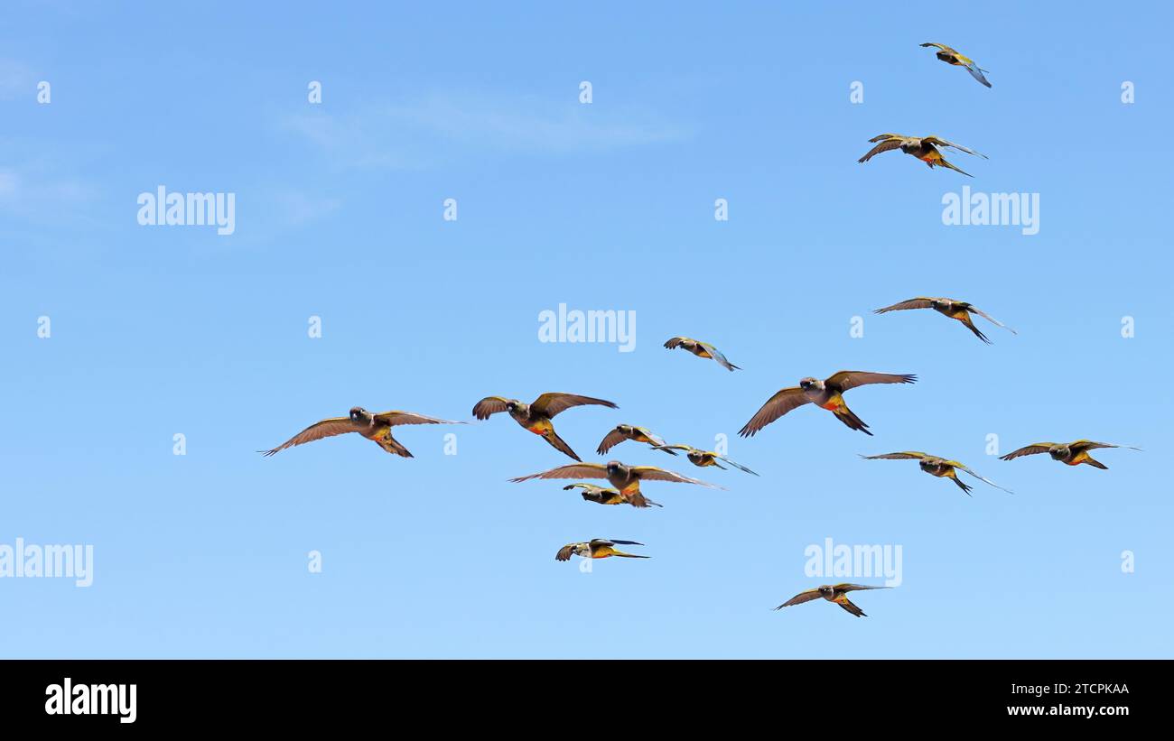 Parakeets flying hi-res stock photography and images - Alamy