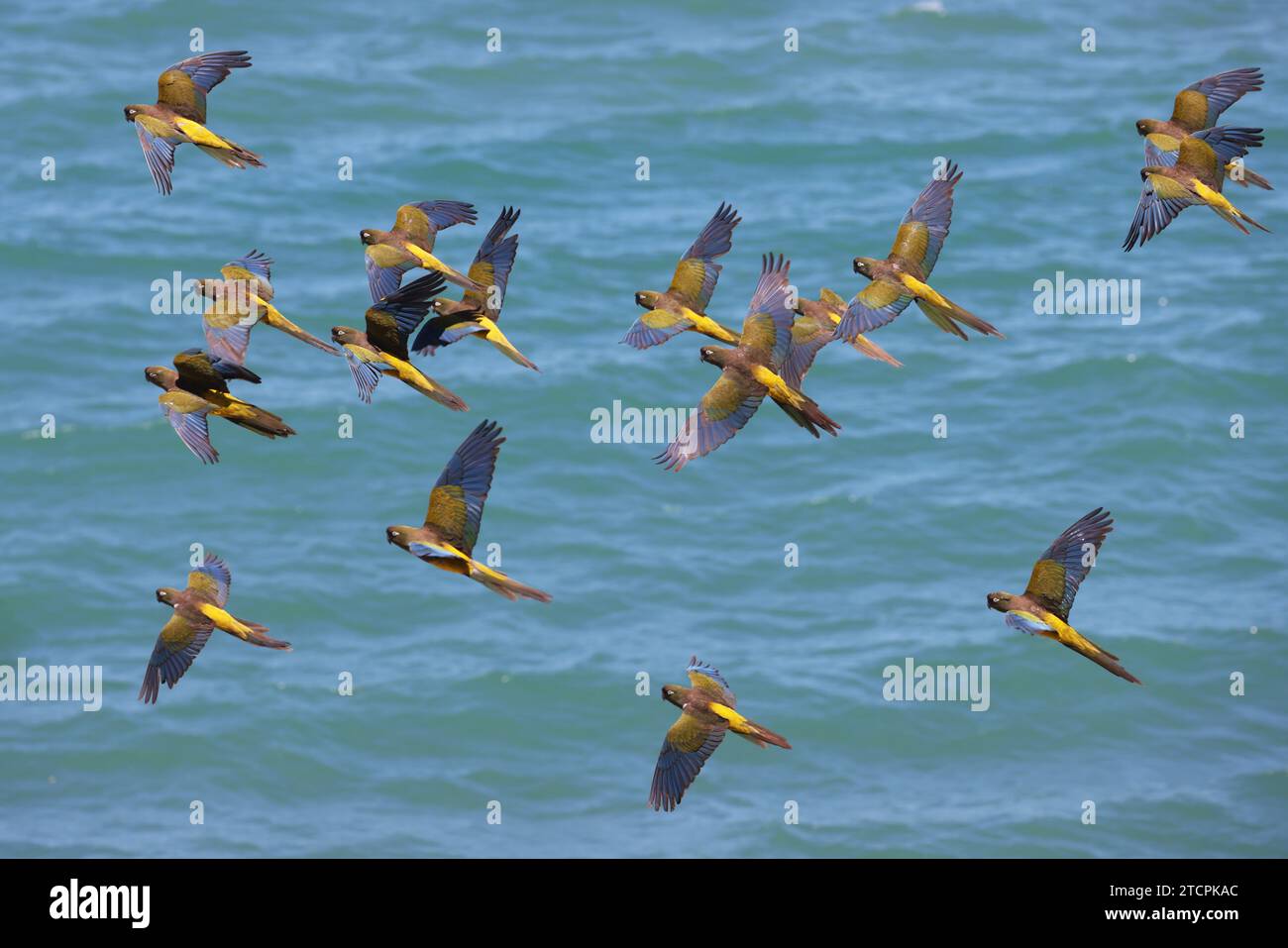 Flock of Burrowing parakeets in flight over the sea Stock Photo - Alamy