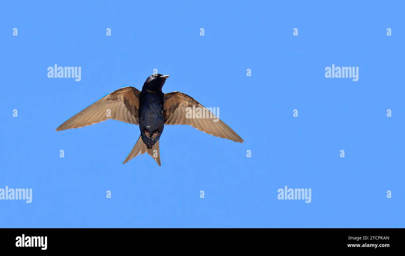 Male Southern martin in flight Stock Photo - Alamy