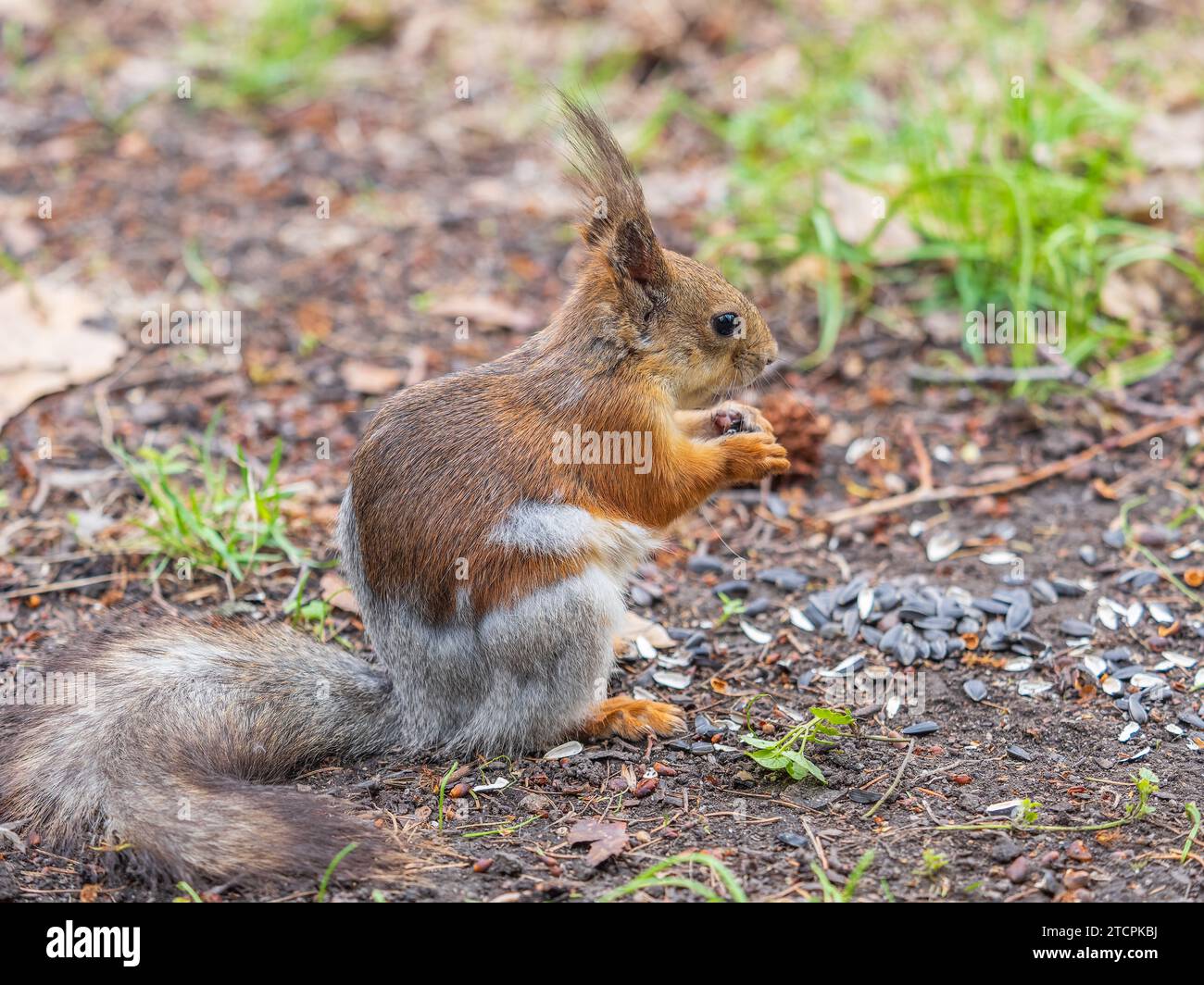 Squirrel eats a nut while sitting in green grass. Eurasian Red squirrel, Sciurus vulgaris ...