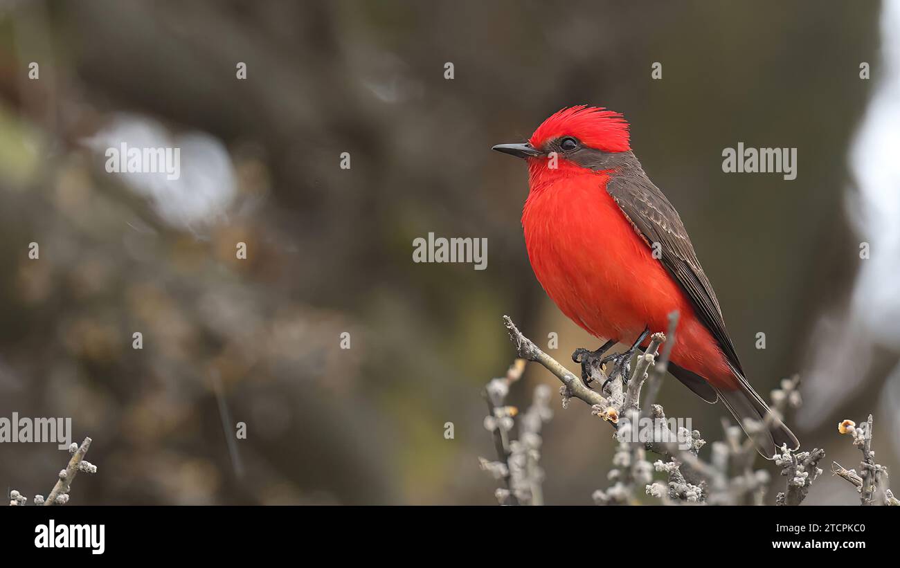 Argentinian fauna hi-res stock photography and images - Alamy