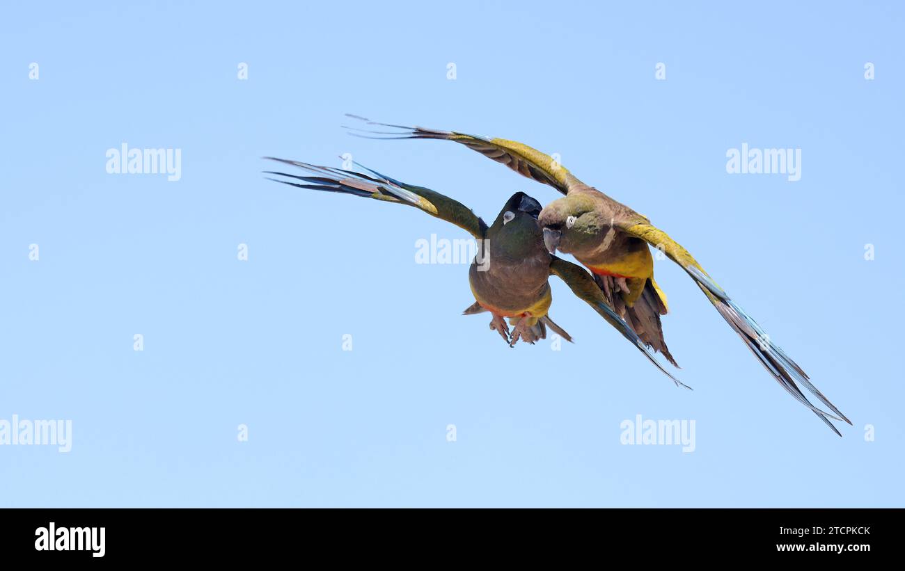 Two Burrowing parakeets playing in flight Stock Photo - Alamy