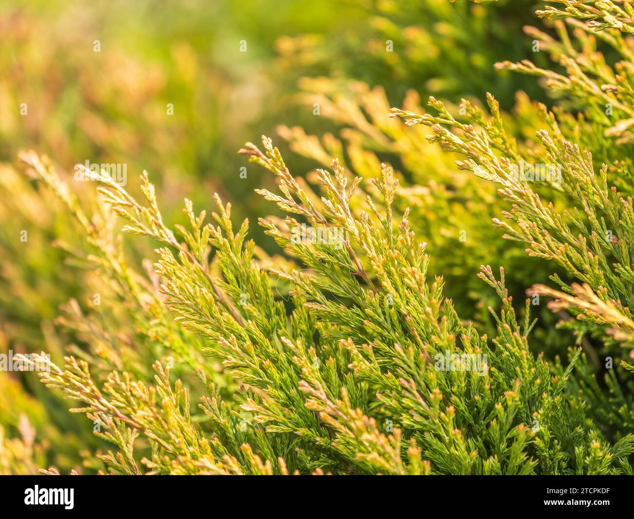 Juniper green branch close up on blurred background. Juniperus excelsa ...