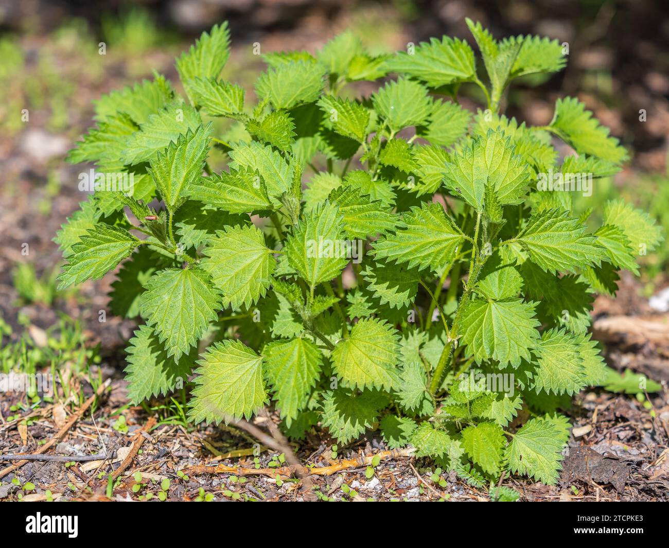 The nettle, Urtica dioica, with green leaves grows in natural thickets ...