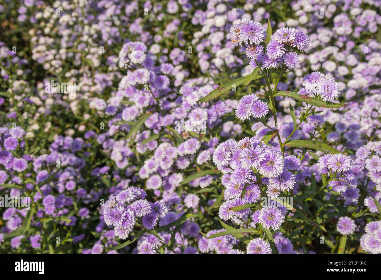 Margaret flower hi-res stock photography and images - Alamy