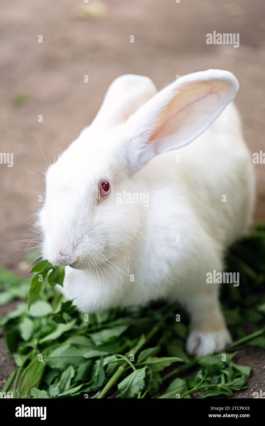 Cute white rabbit at farmyard Stock Photo - Alamy
