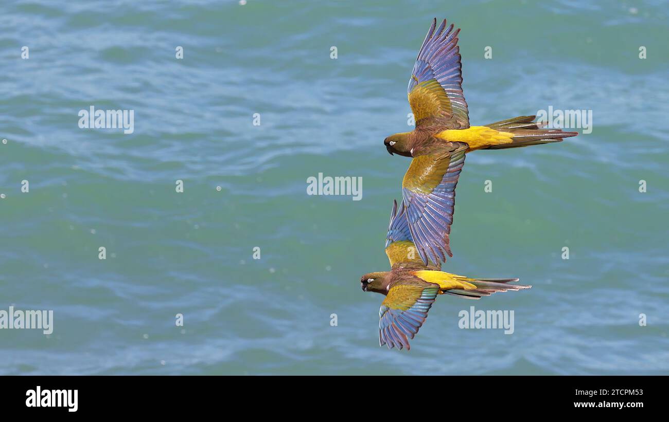Two Burrowing parakeets in flight over the sea Stock Photo - Alamy