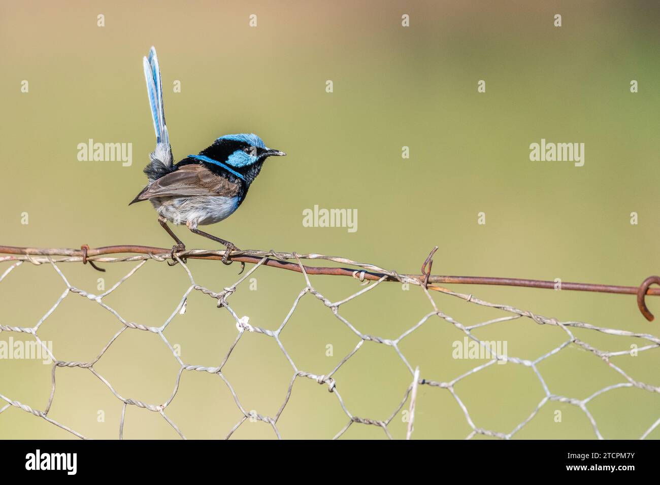 Superb Fairy-wren (Malurus cyaneus), a Vibrant Passerine, male Stock ...