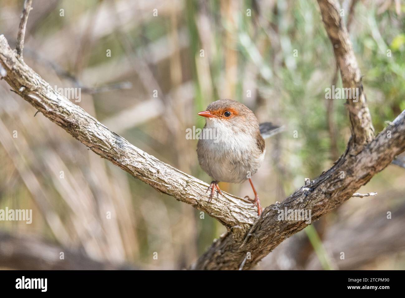 Superb Fairy-wren (Malurus cyaneus), a Vibrant Passerine Stock Photo ...