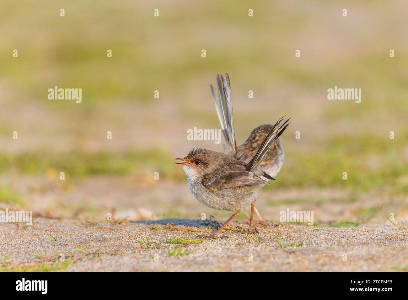 Superb Fairy-wren (Malurus cyaneus), a Vibrant Passerine Stock Photo ...
