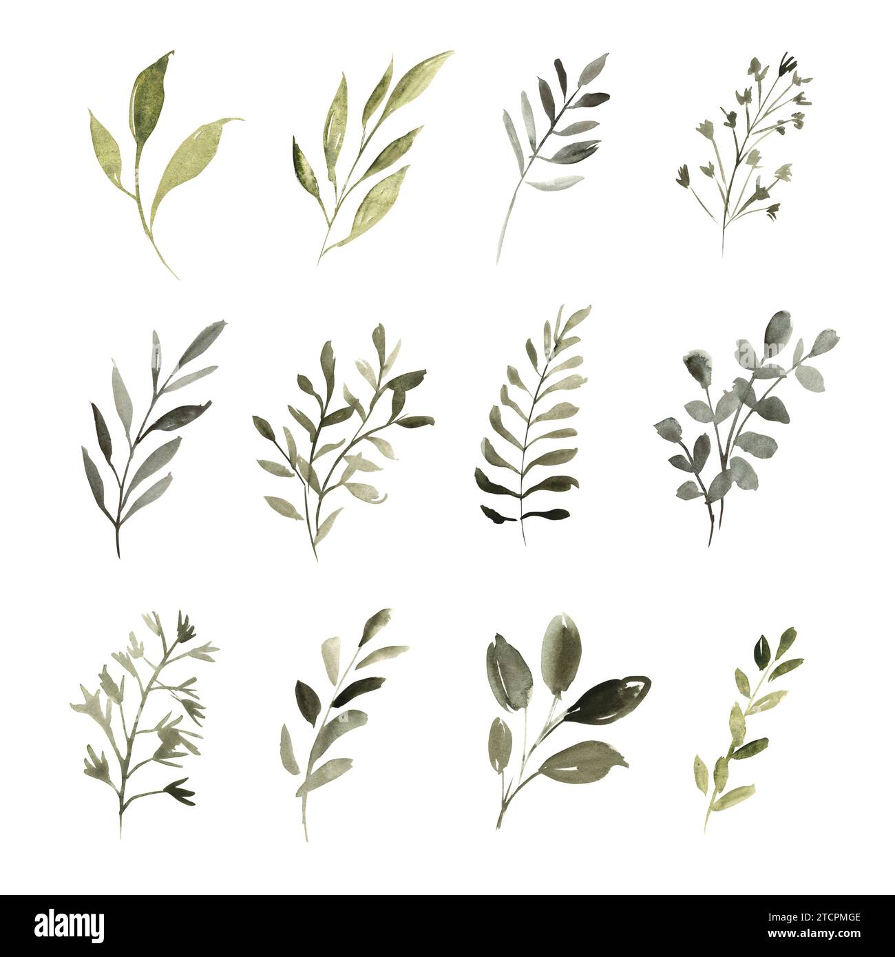 Watercolor botanical set of green plants and branches. Hand drawn ...