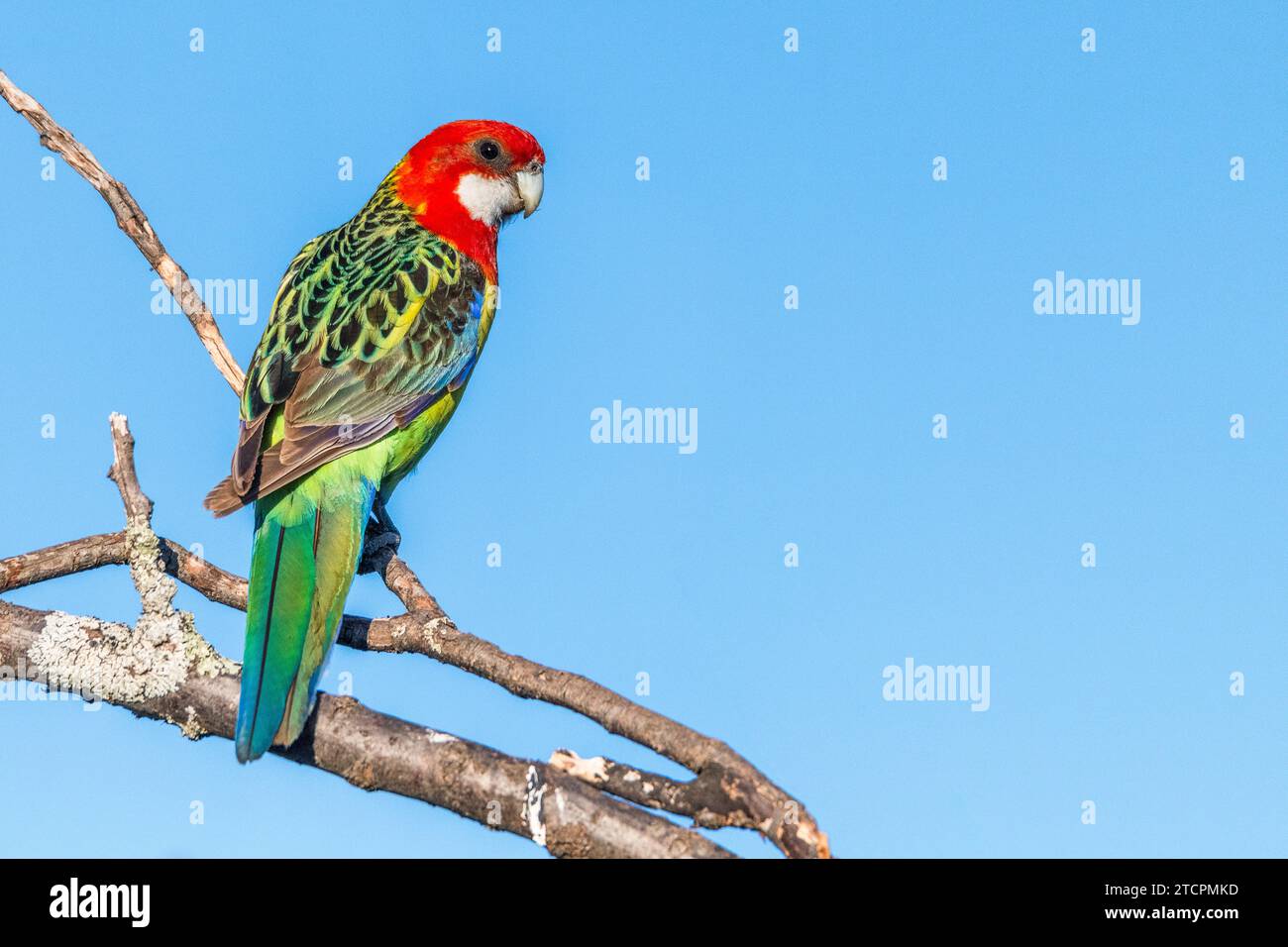 Australian eastern rosella birds hi-res stock photography and images ...