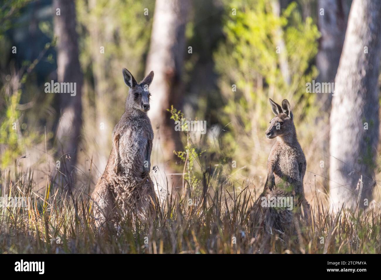 Kangaroo social structure hi-res stock photography and images - Alamy