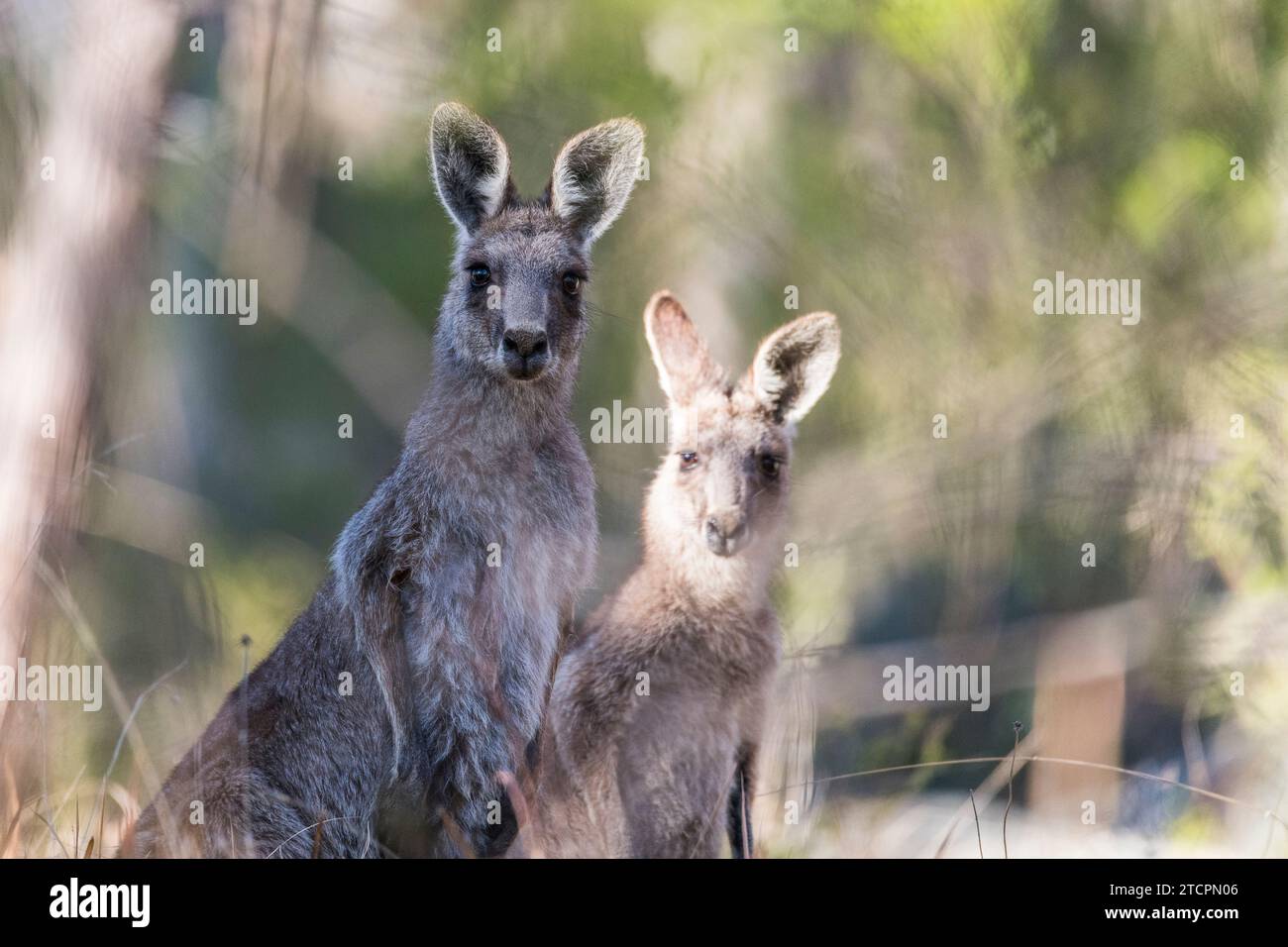 Kangaroo social structure hi-res stock photography and images - Alamy
