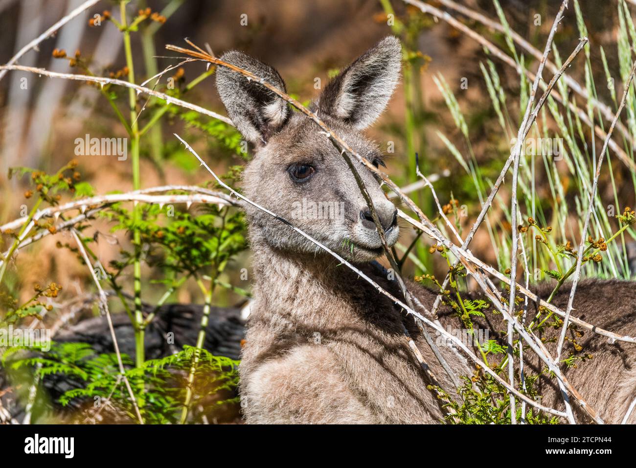 Kangaroo social structure hi-res stock photography and images - Alamy