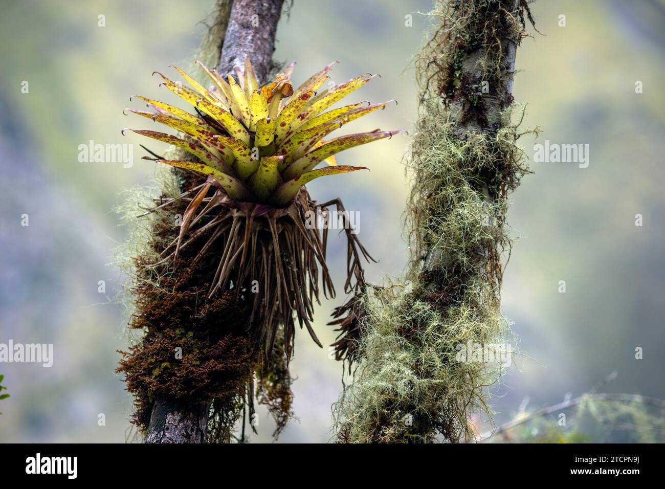 parasitic plant grows from tree stem in Peruvian Andes Stock Photo - Alamy
