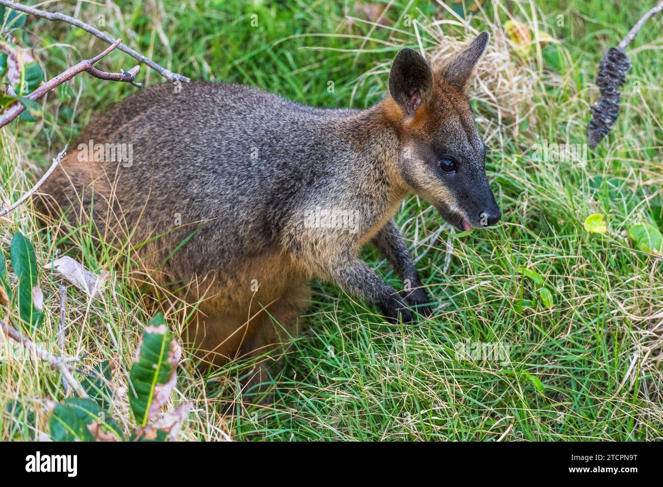 Wallaby characteristics hi-res stock photography and images - Alamy