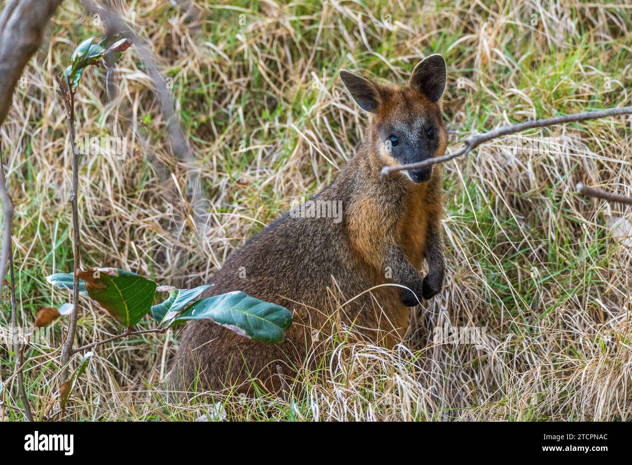 Wallaby characteristics hi-res stock photography and images - Alamy