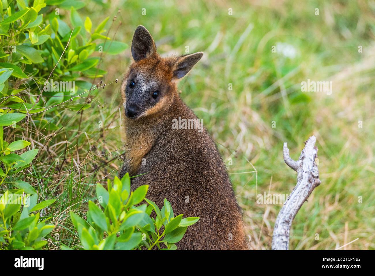 Wallaby characteristics hi-res stock photography and images - Alamy