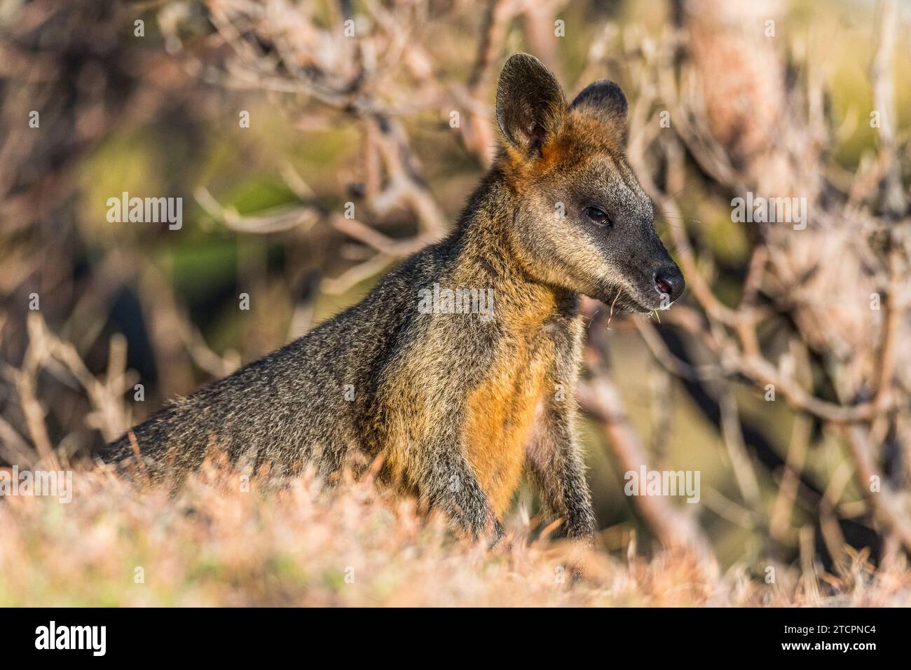 Swamp wallaby (Wallabia bicolor), female Stock Photo - Alamy