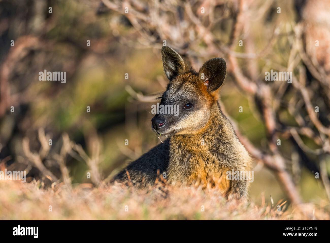 Wallaby characteristics hi-res stock photography and images - Alamy