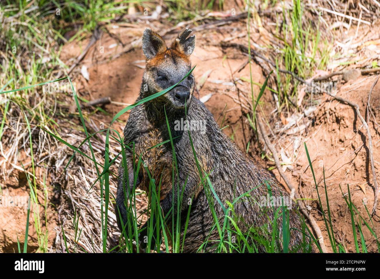 Wallaby characteristics hi-res stock photography and images - Alamy