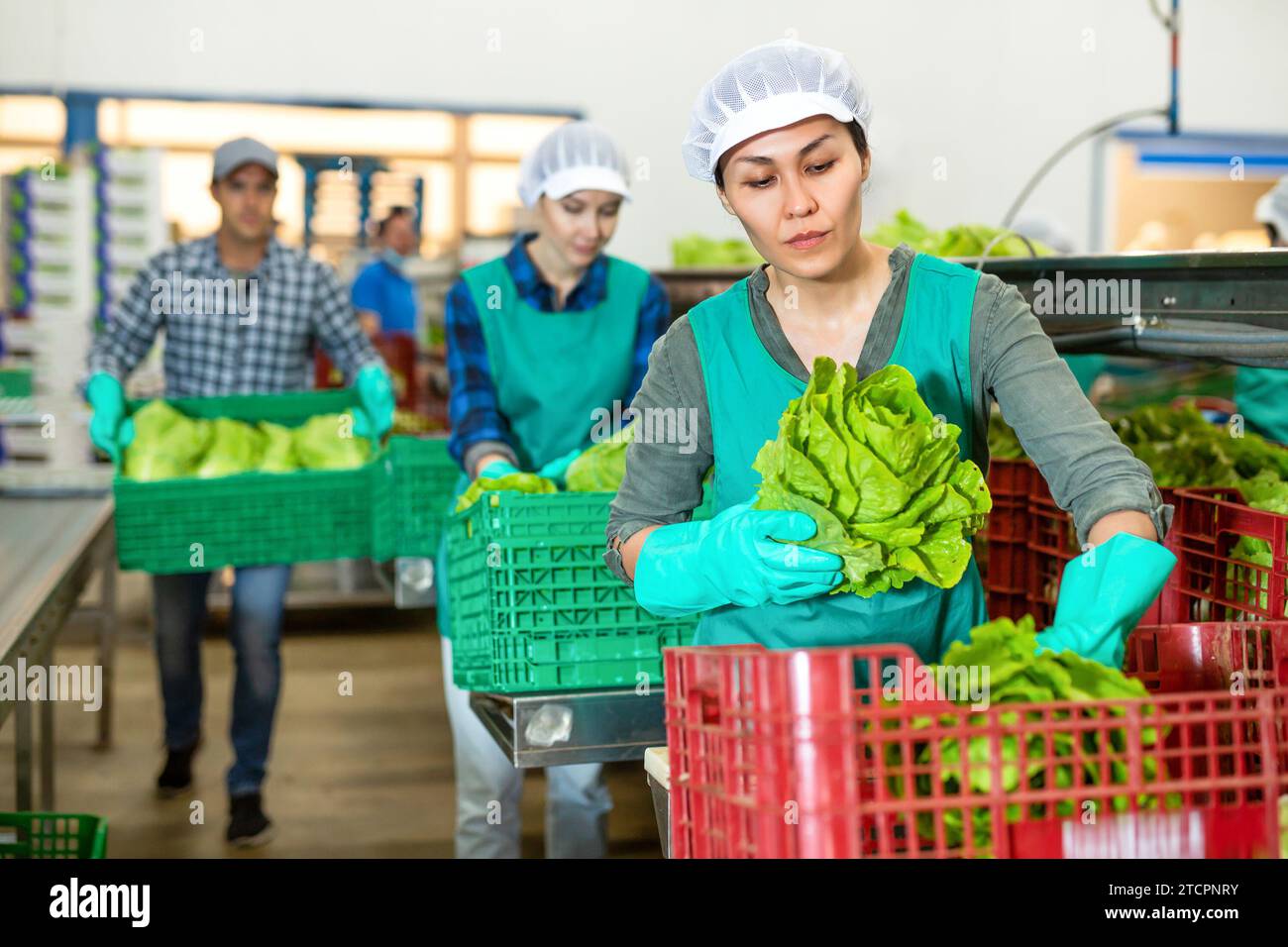 Female employee packing lettuce into boxes at sorting factory Stock ...