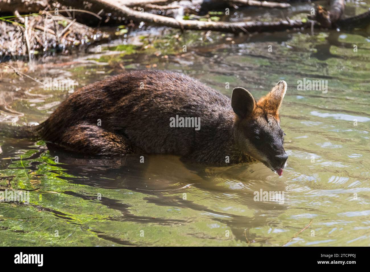 Wallaby characteristics hi-res stock photography and images - Alamy