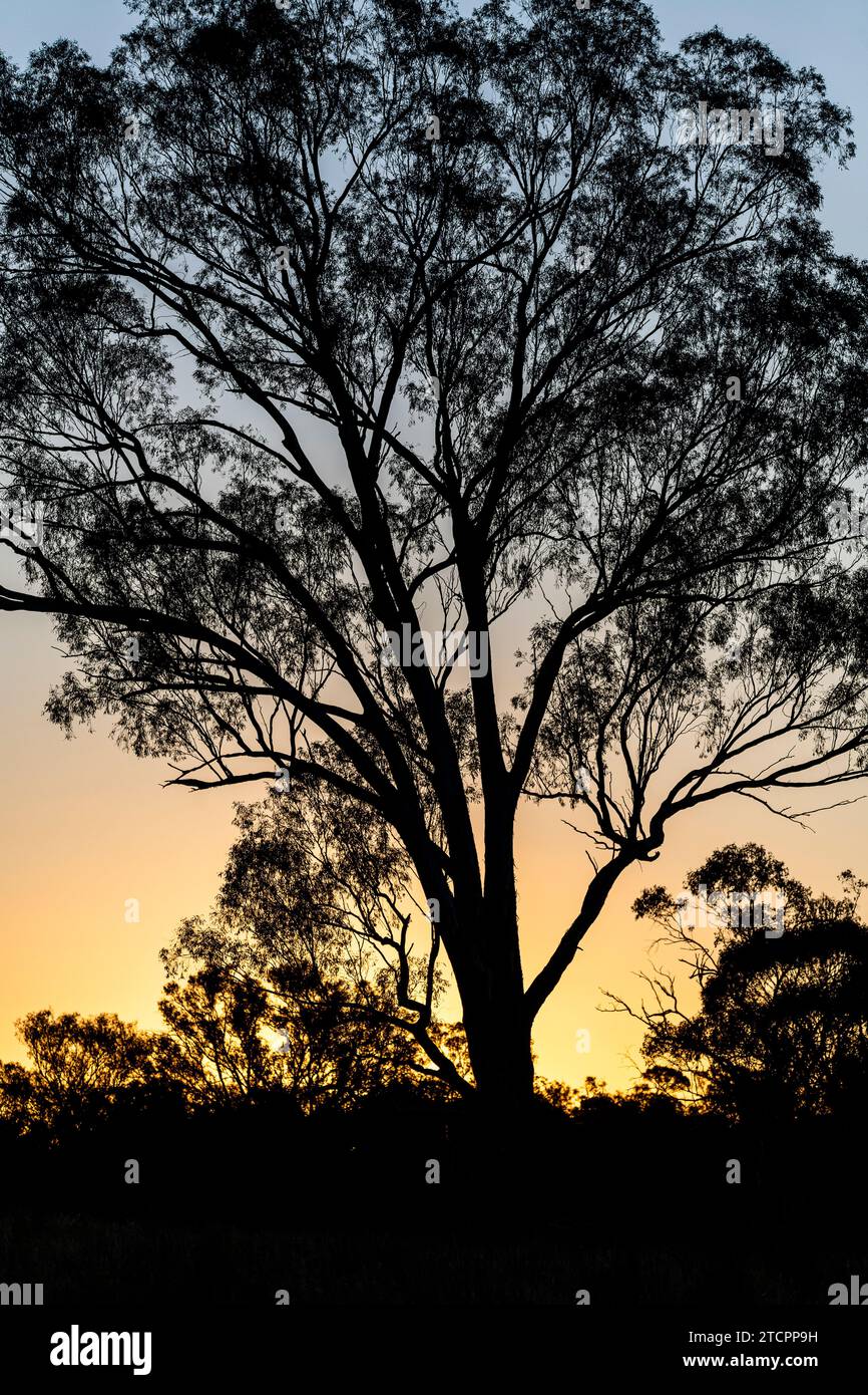 Dubbo outline hi-res stock photography and images - Alamy