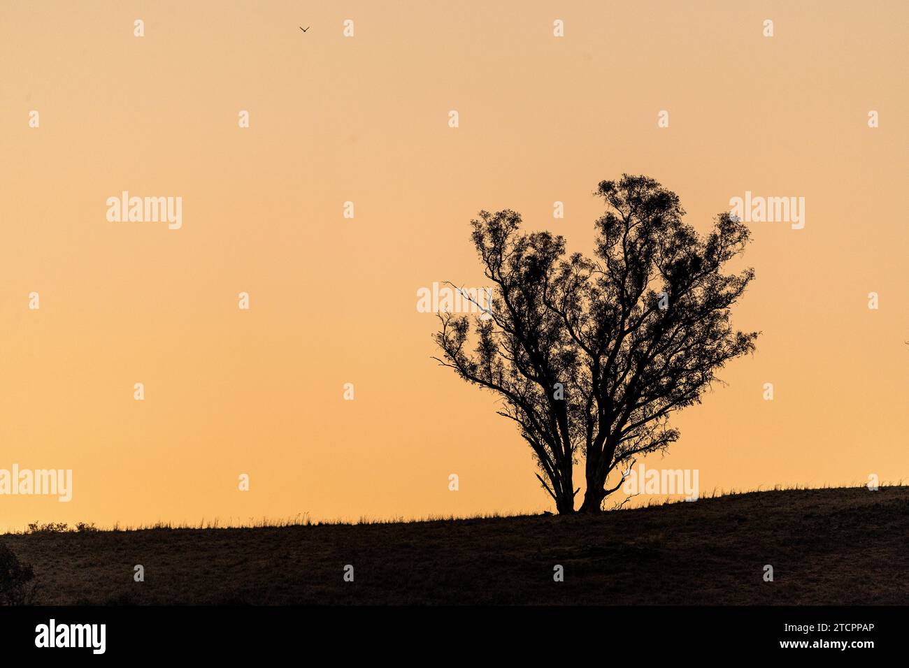 Dubbo outline hi-res stock photography and images - Alamy