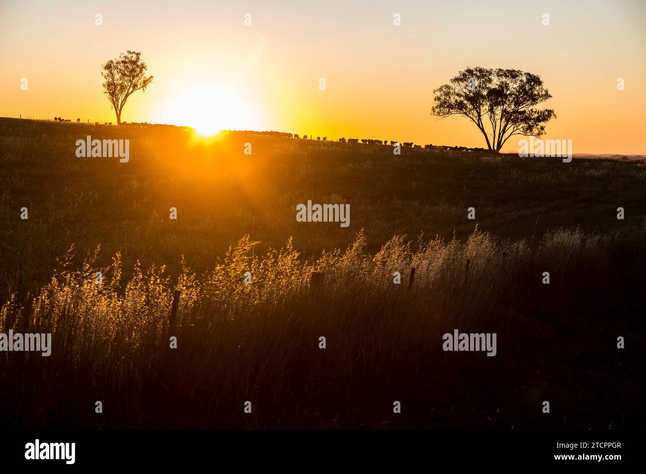 Dubbo outline hi-res stock photography and images - Alamy
