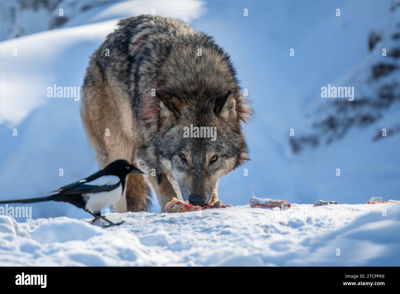 Gray wolf, Canis lupus, eat meat in the winter forest with magpie. Wolf ...