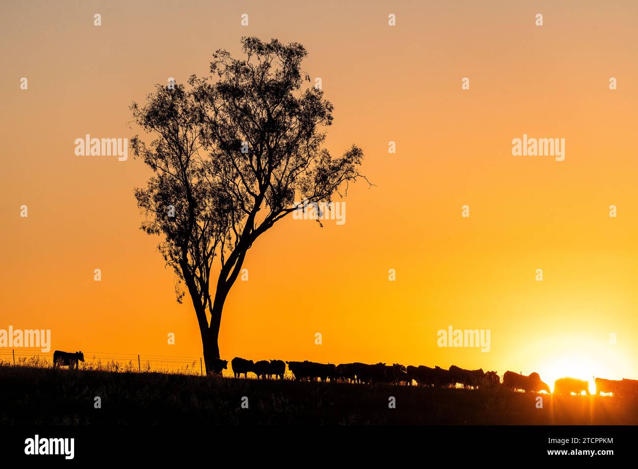 Dubbo outline hi-res stock photography and images - Alamy