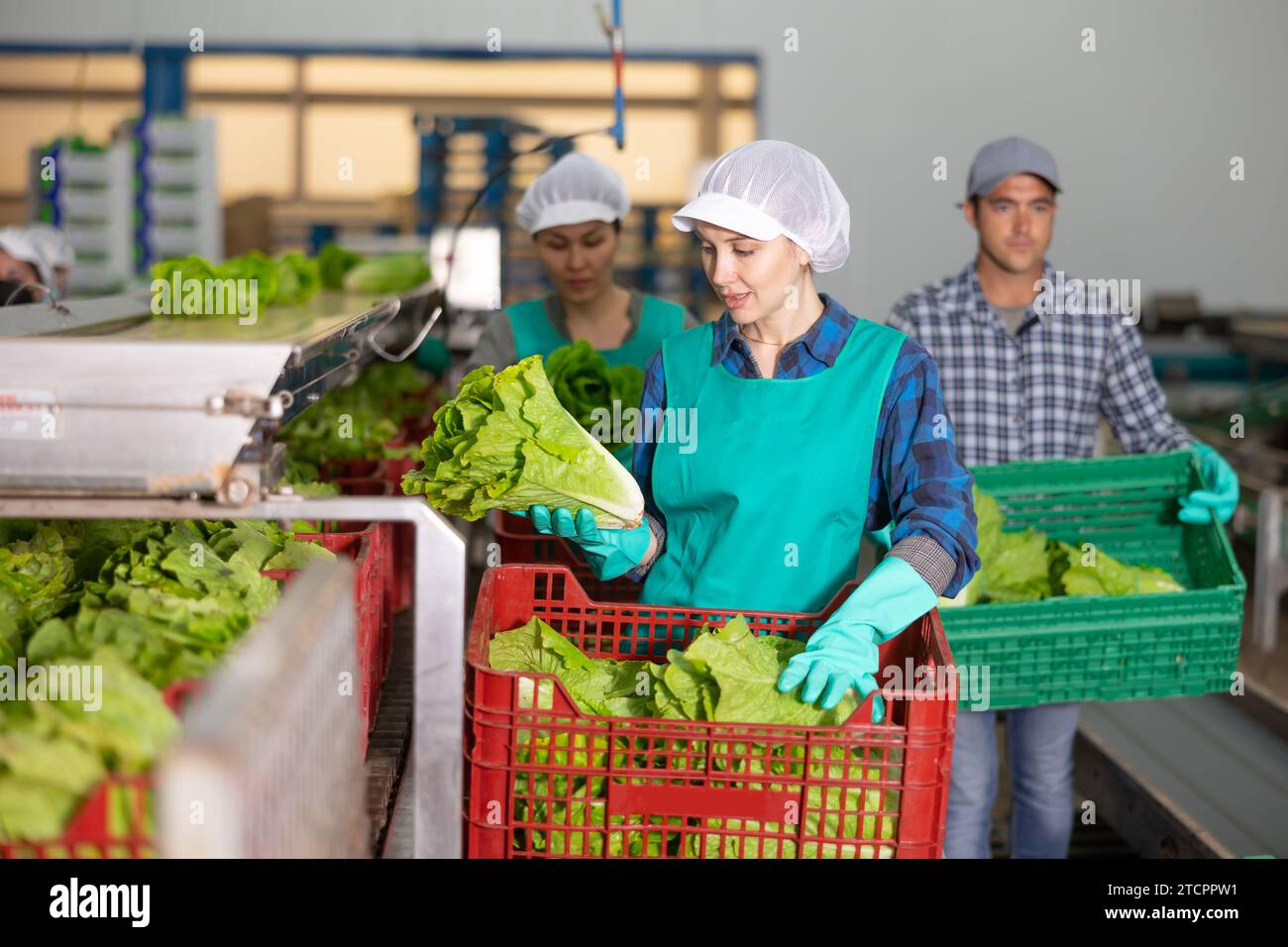 Female employee of sorting factory packing lettuce into boxes Stock ...