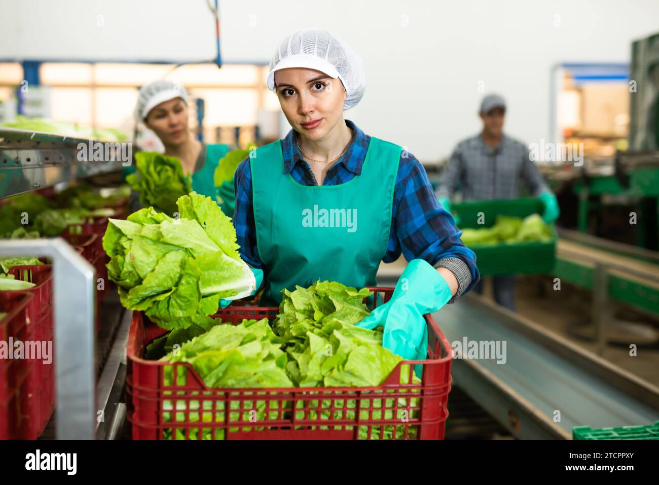 Female worker of vegetable sorting factory arranging lettuce in boxes ...
